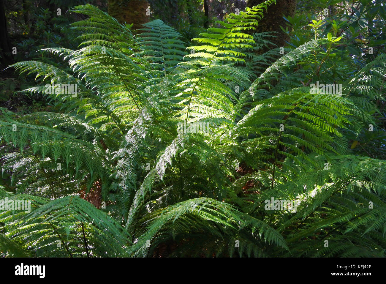 Derreen gardens hi-res stock photography and images - Alamy