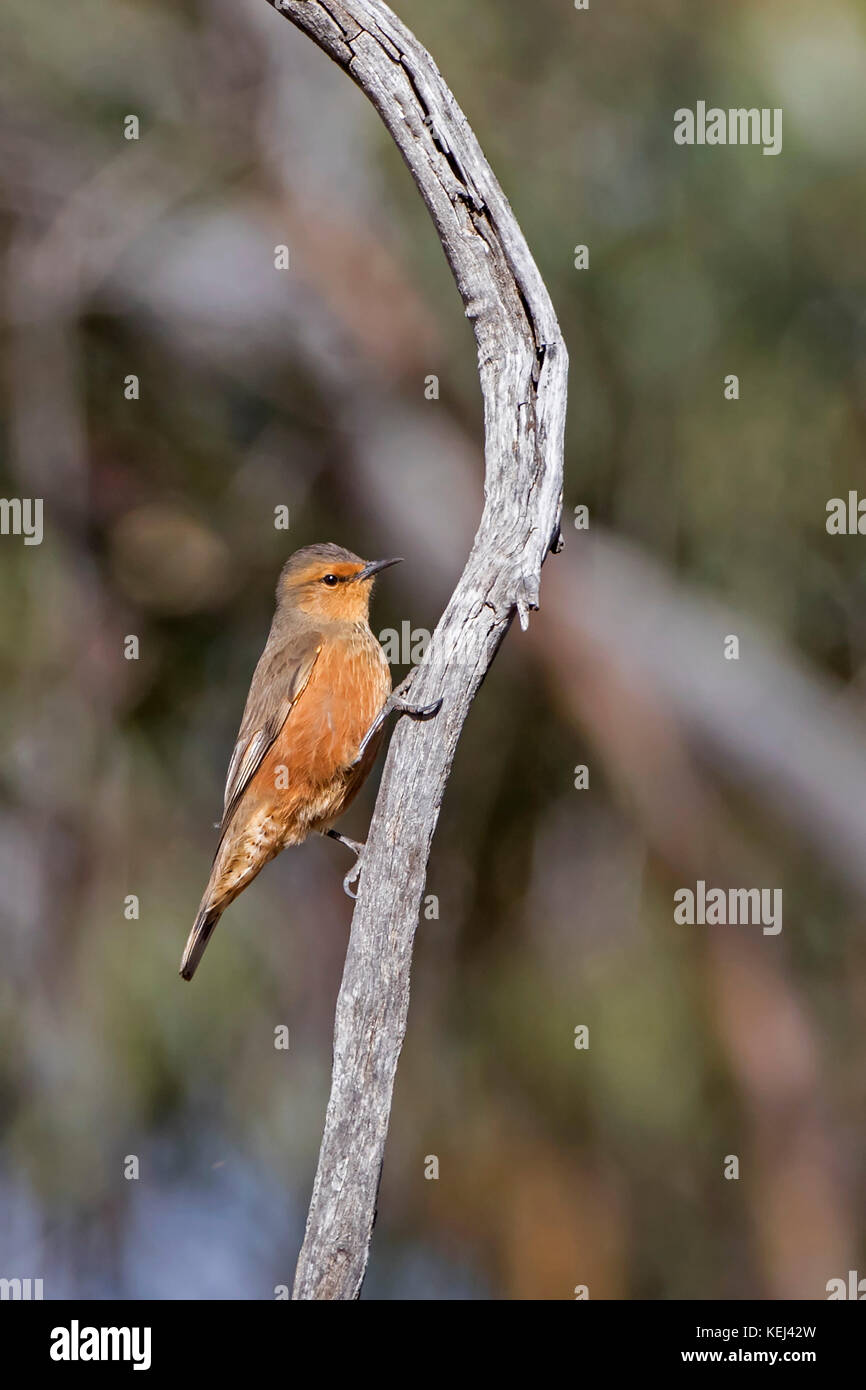 Rufous Treecreeper (Climacteris rufus). An Australian treeclimbing bird ...