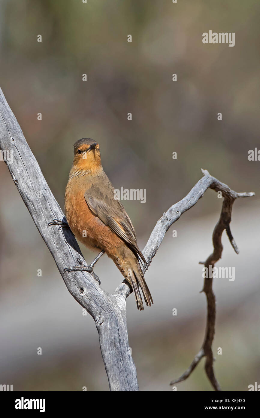 Rufous Treecreeper (Climacteris rufus). An Australian treeclimbing bird ...