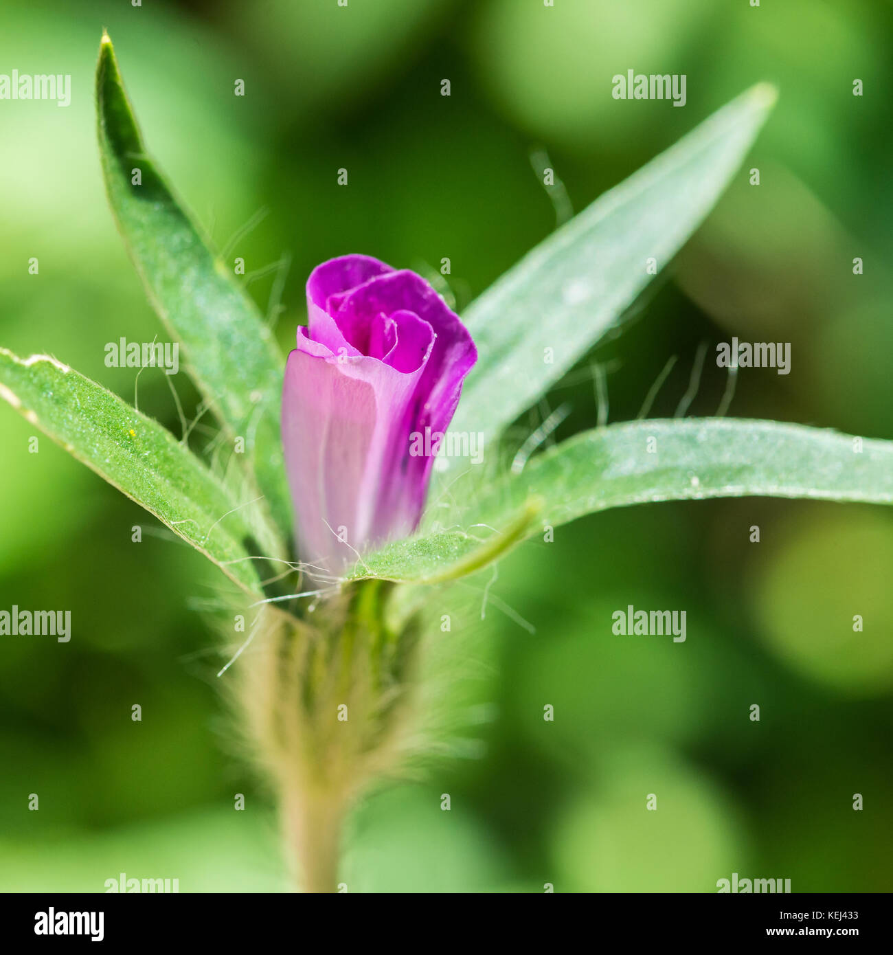 Corn cockle flower hi-res stock photography and images - Alamy