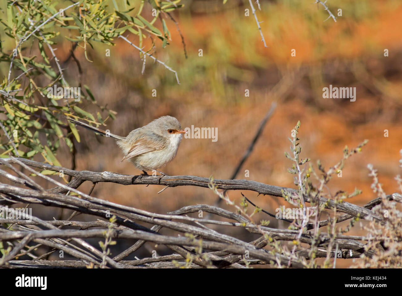 Variegated Fairywren (Malurus lamberti). A female perched on a branch ...