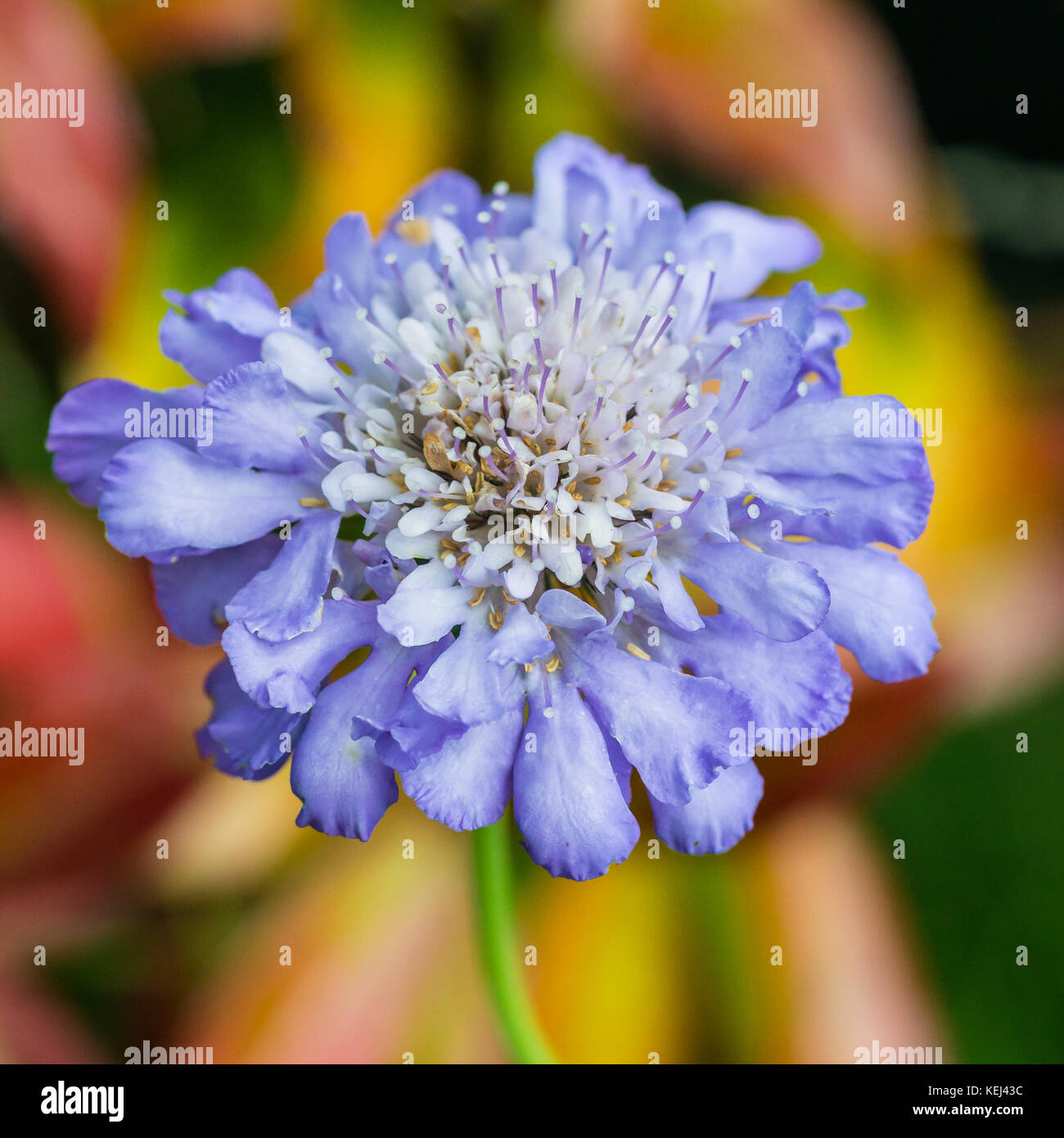 Scabious blue butterfly hi-res stock photography and images - Alamy