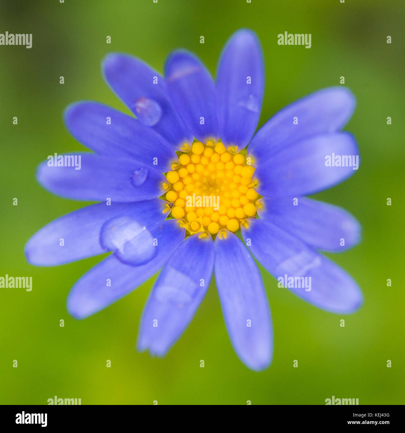 Blue Felicia High Resolution Stock Photography and Images - Alamy