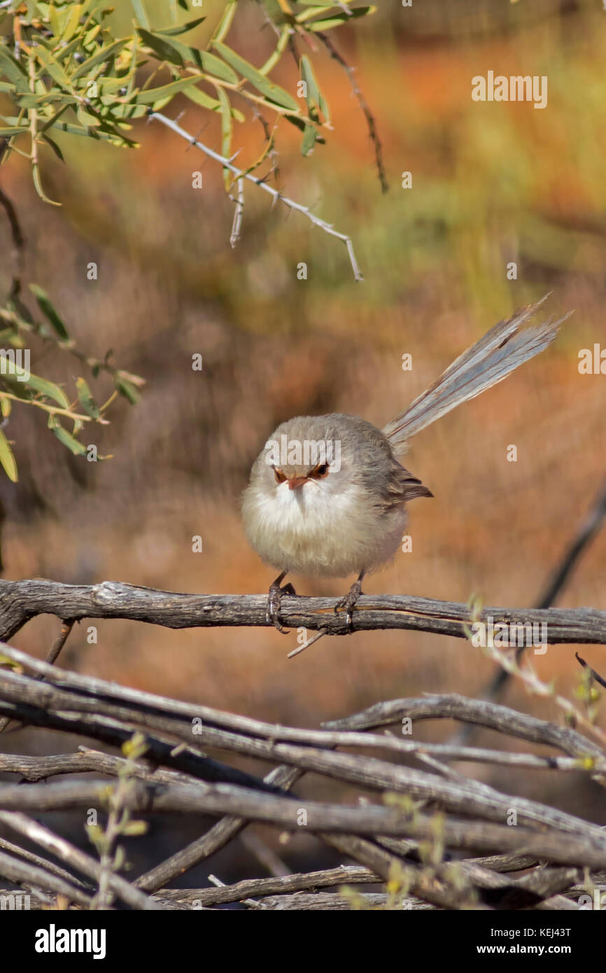 Variegated Fairywren (Malurus lamberti). A female perched on a branch ...