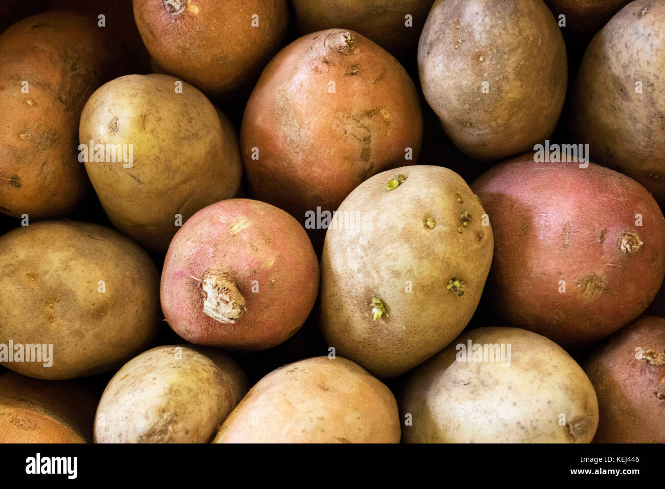 Russet potato plant hi-res stock photography and images - Alamy