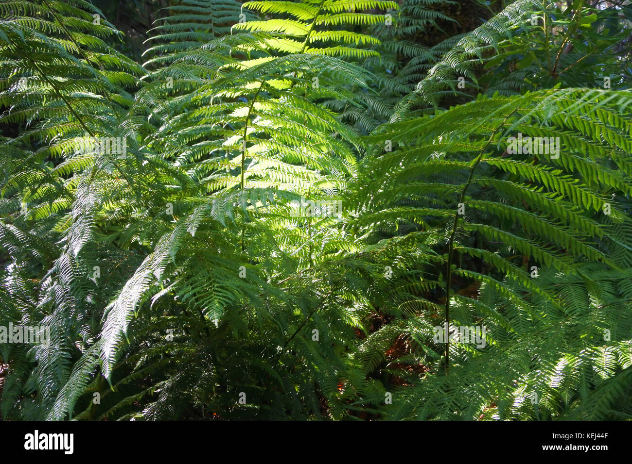 Derreen gardens hi-res stock photography and images - Alamy