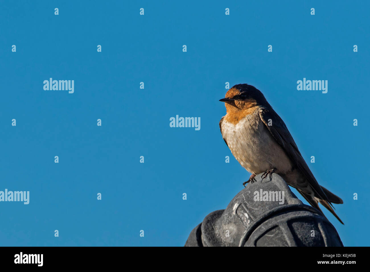 Welcome Swallow (Hirundo neoxena). A common Australian bird Stock Photo ...