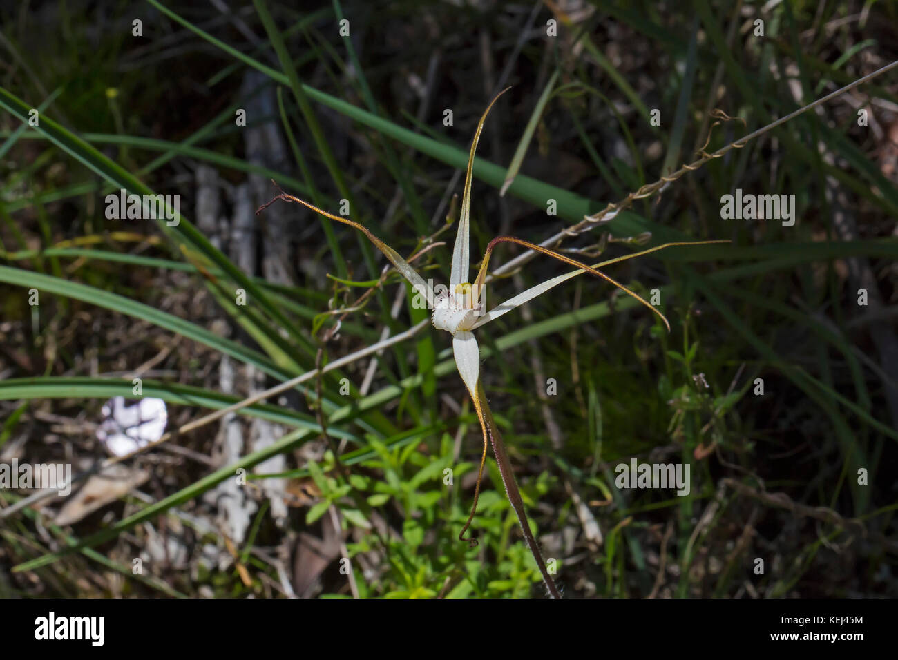 Stuart Mill Spider Orchid (Arachnorchis cretacea). A rare and ...