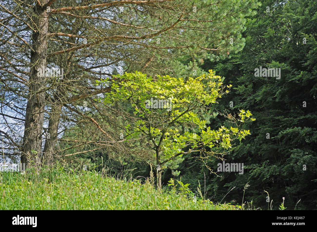 oak growing under pine trees Stock Photo - Alamy