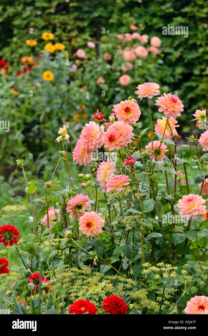 Flower garden dahlias hi-res stock photography and images - Alamy