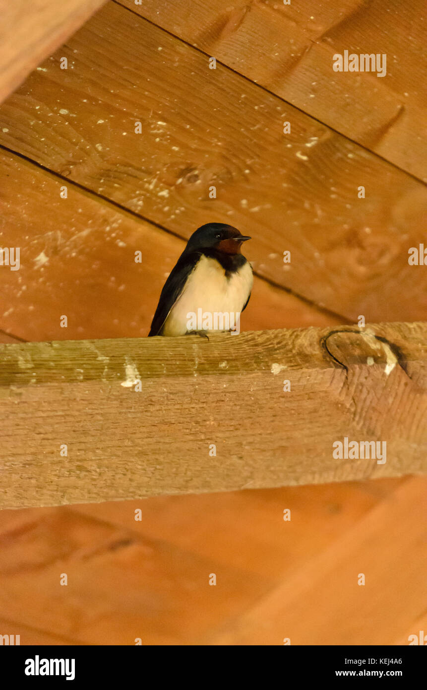 Hirundo hi-res stock photography and images - Alamy