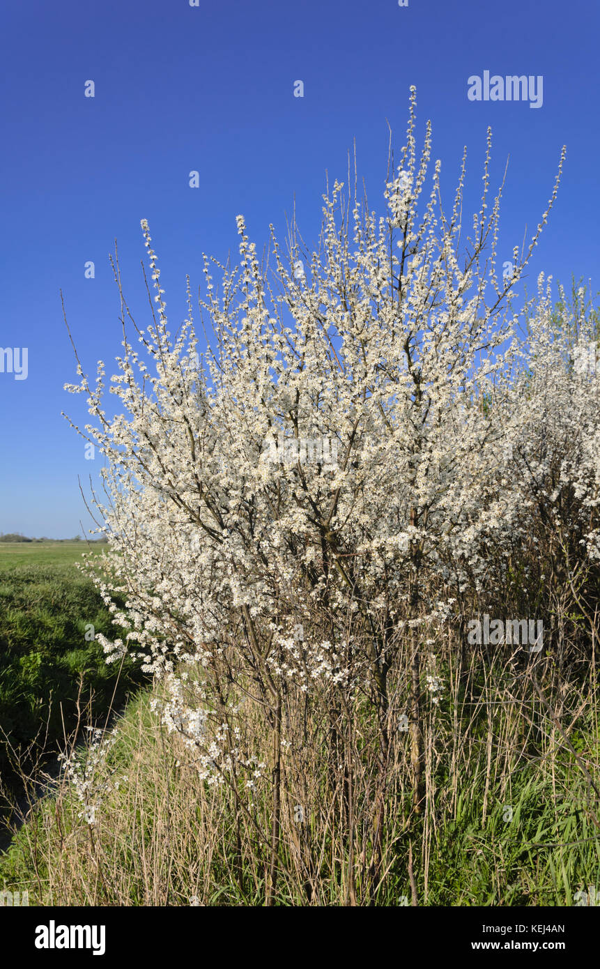 Sloe (Prunus spinosa Stock Photo - Alamy