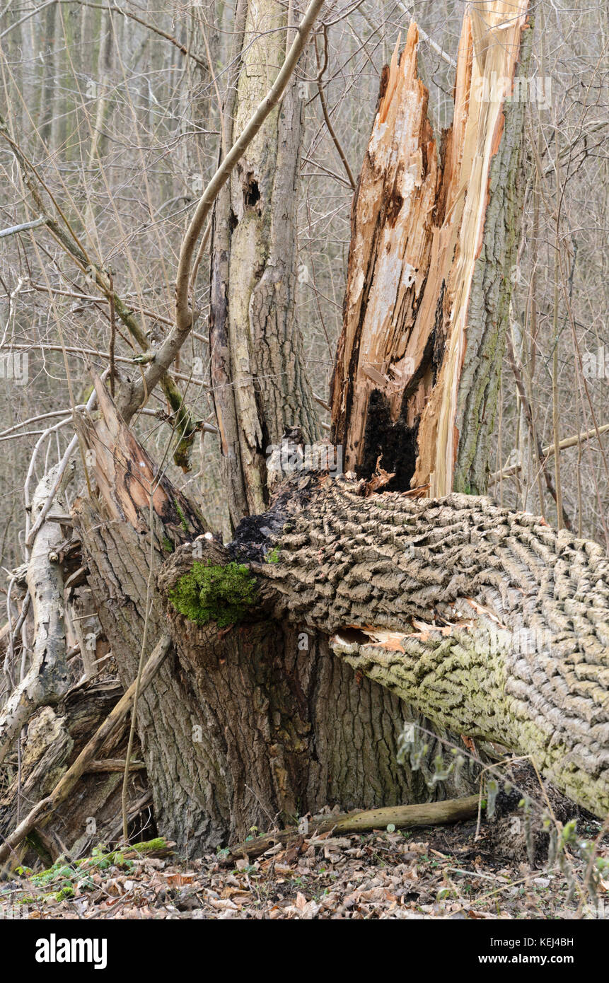 Overturned tree, Lower Oder Valley National Park, Germany Stock Photo ...
