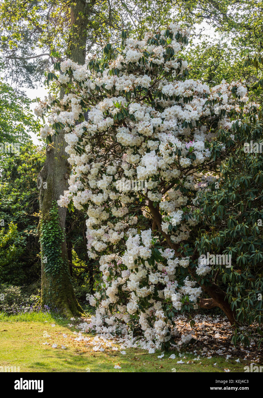 A very large rhododendron bush! Stock Photo - Alamy
