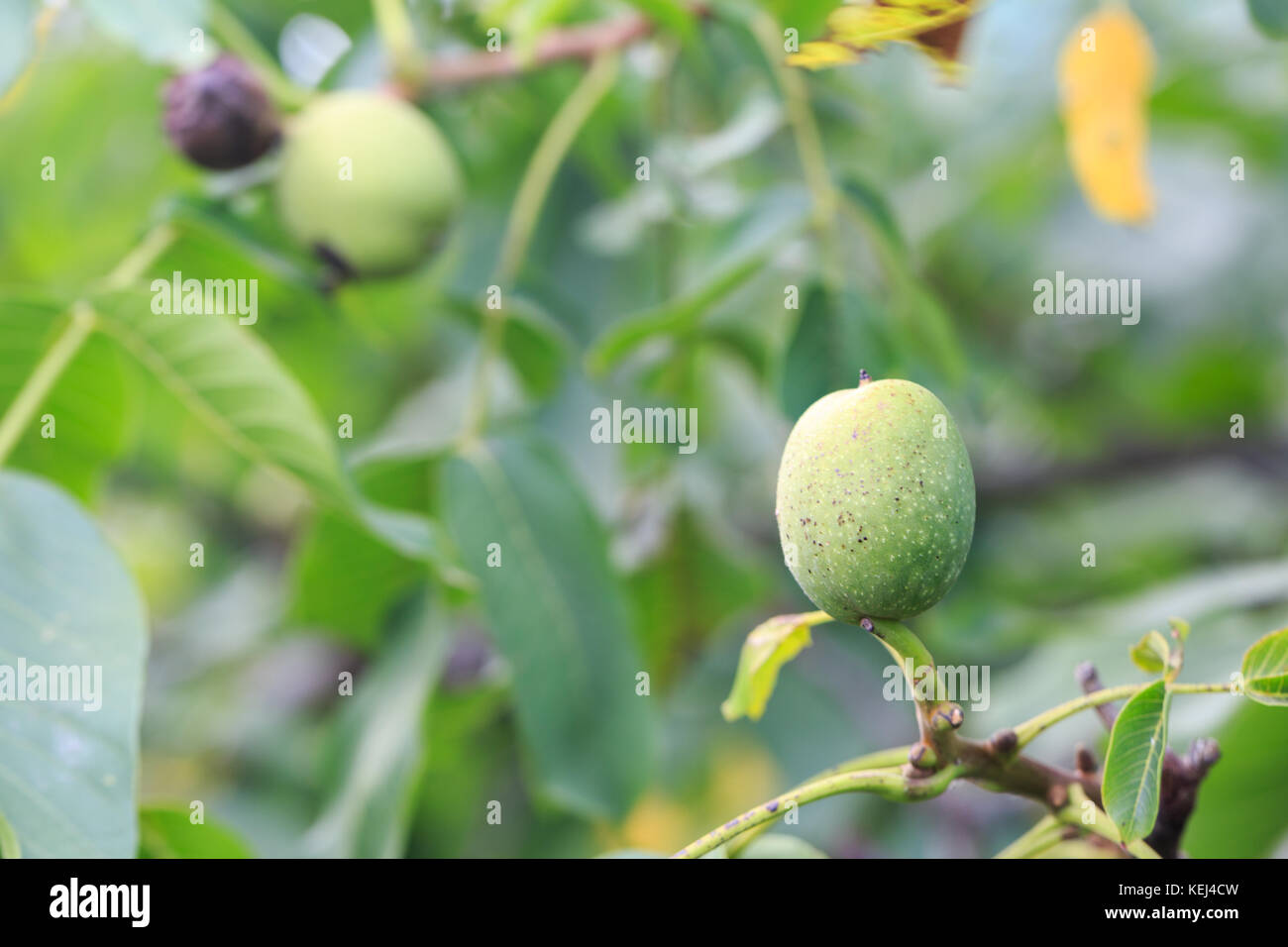 Walnut orchard harvest hi-res stock photography and images - Alamy