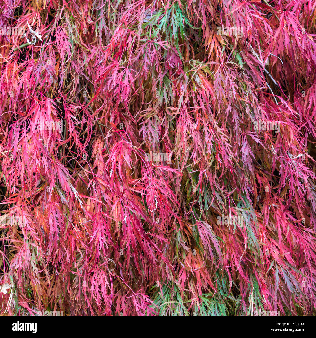 Wine red leaves of the japanese maple tree hi-res stock photography and ...