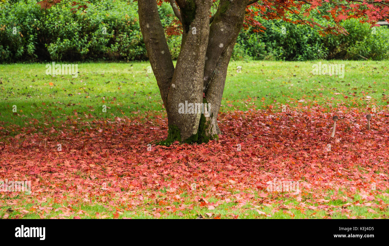 Fallen leaves below the trunk of a tree marks the passage of autumn ...