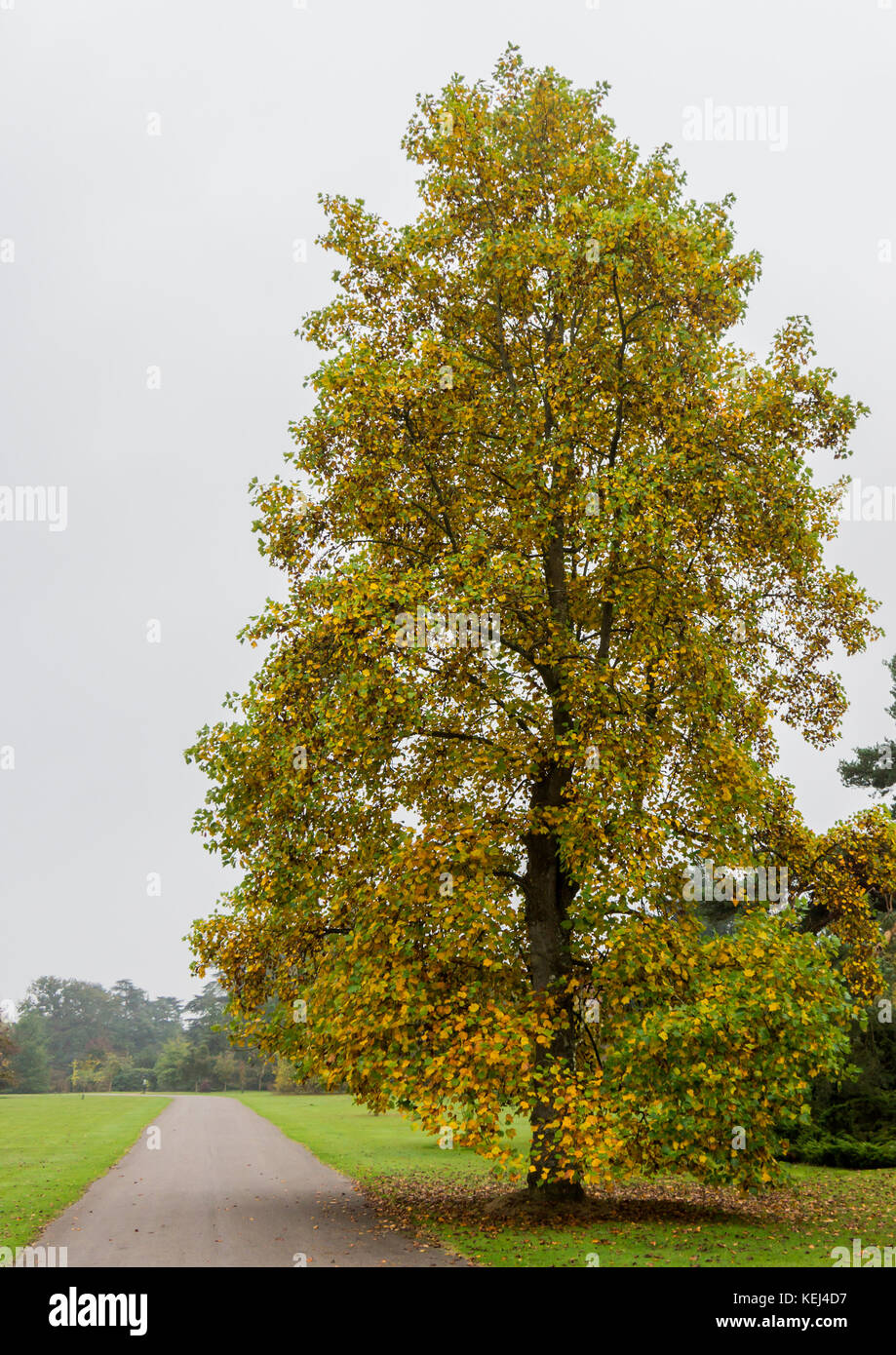 A tall tree wears its fall colours Stock Photo - Alamy