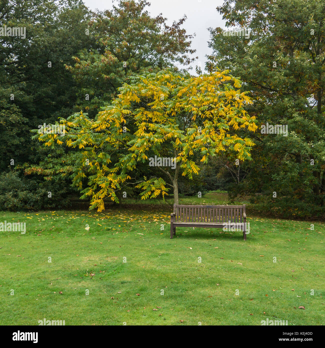 Seat beneath tree hi-res stock photography and images - Alamy