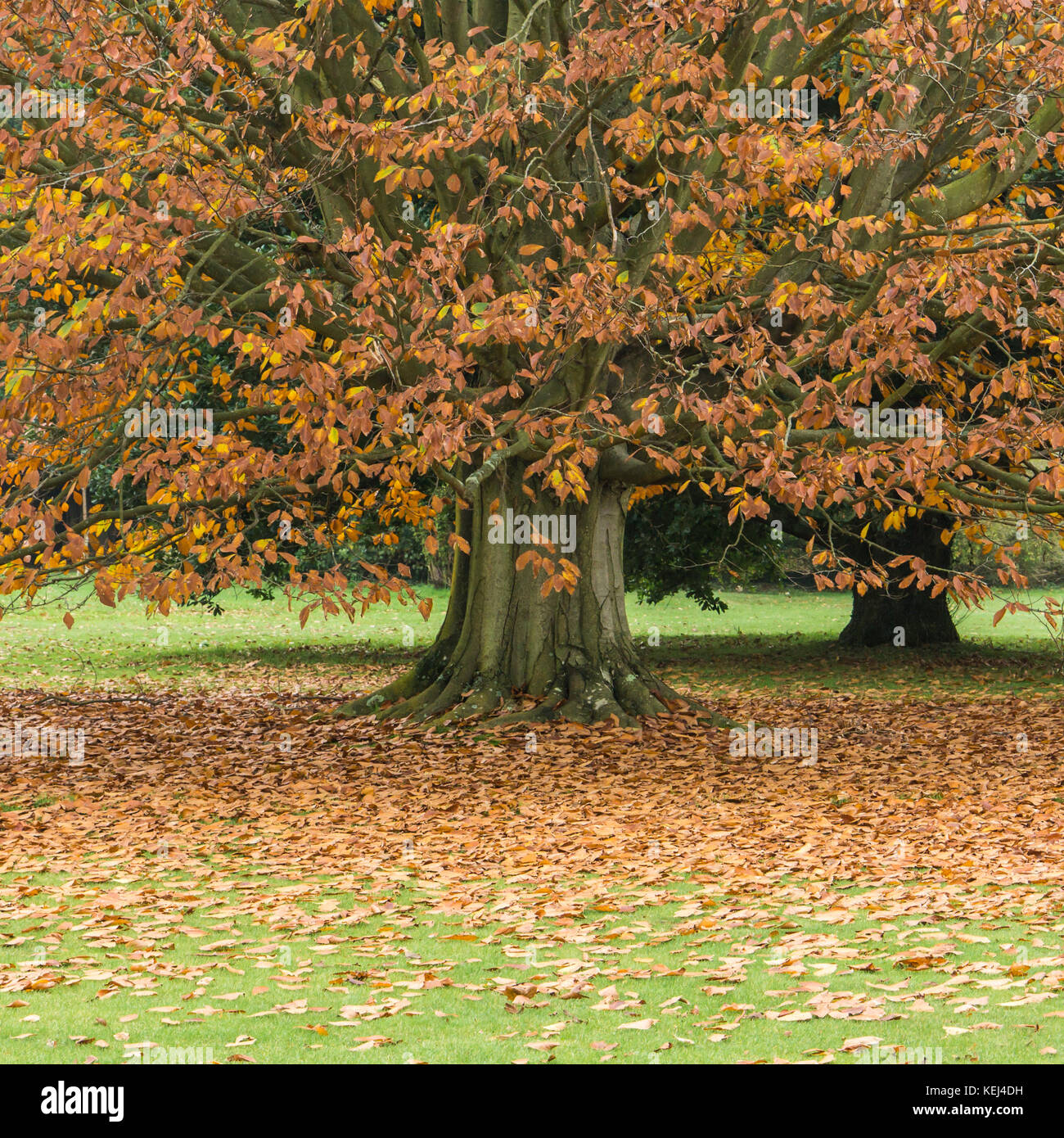 An autumn leaved coloured tree sheds its leaf load onto a lawn Stock ...