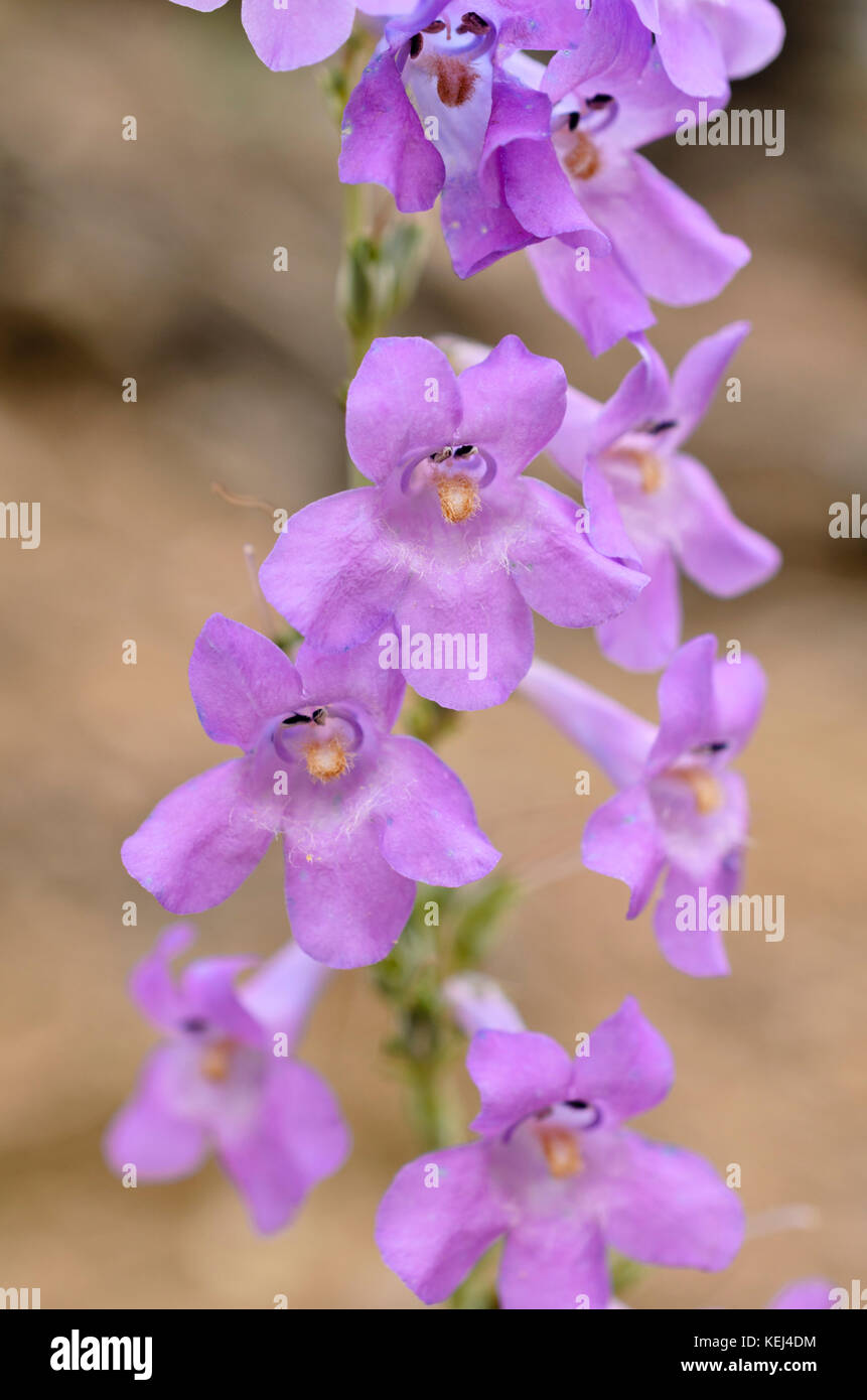 Narrow-leaf penstemon (Penstemon linarioides subspecies coloradoensis ...