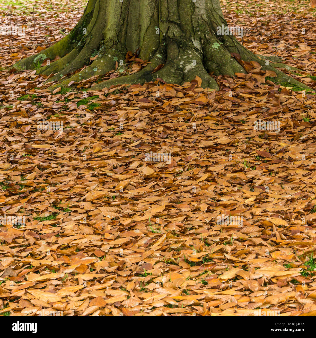 Base Of A Tree Trunk Stock Photos & Base Of A Tree Trunk Stock Images ...