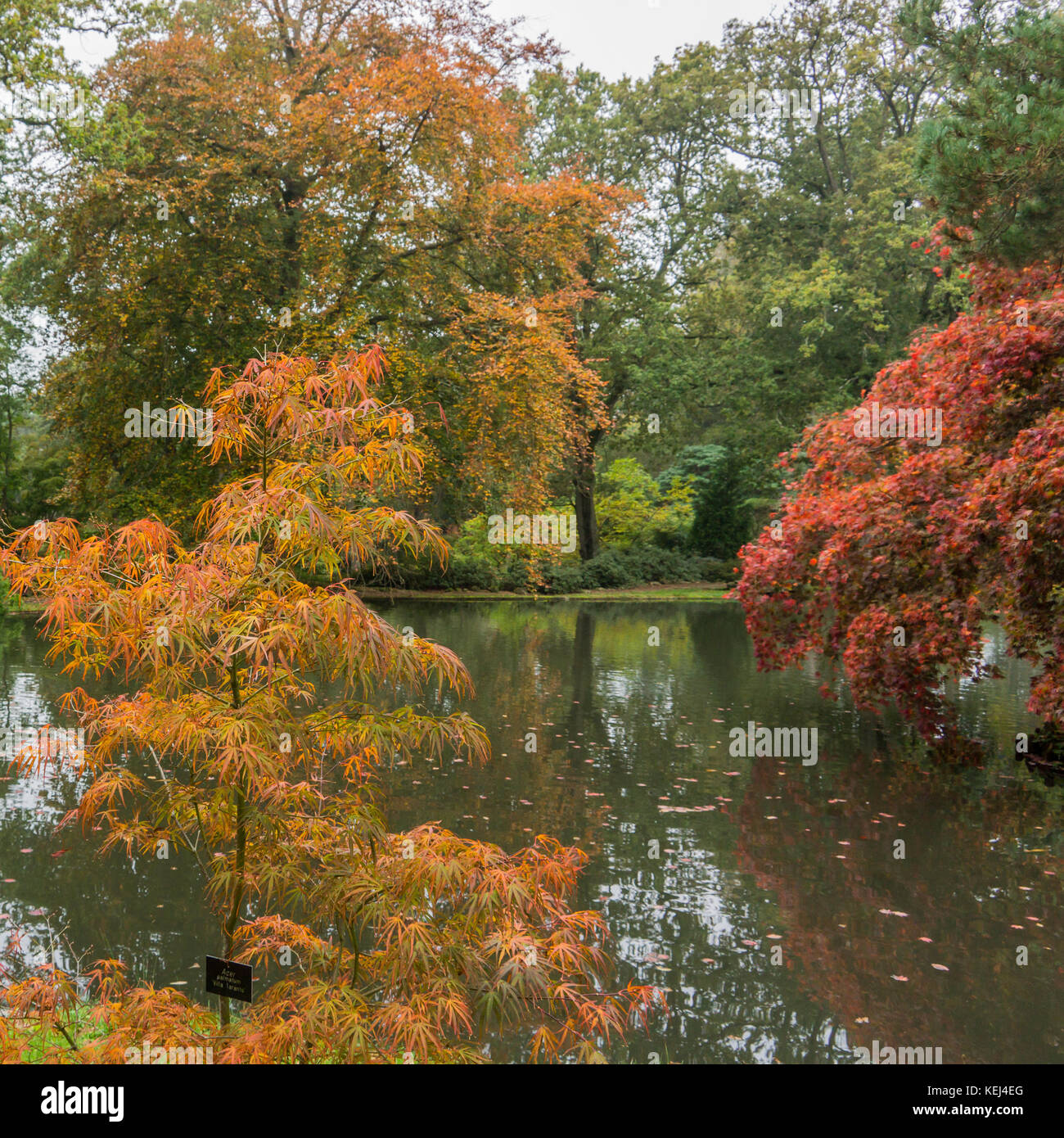 A collection of trees situated around a pond Stock Photo - Alamy