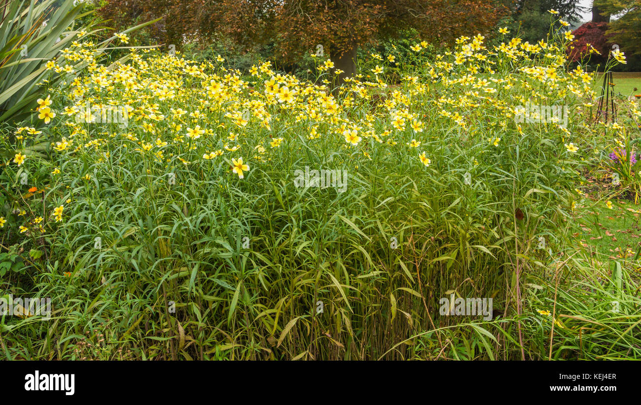 Multitude of yellow flowers hi-res stock photography and images - Alamy