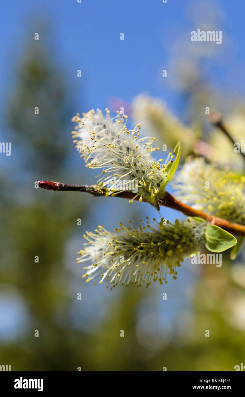 American pussy willow (Salix discolor Stock Photo - Alamy
