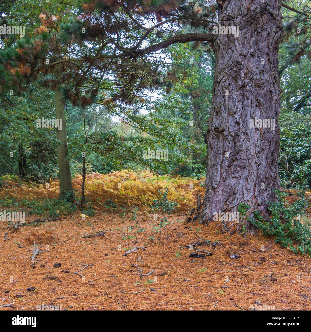 Looking at a colourful corner of the forest Stock Photo - Alamy