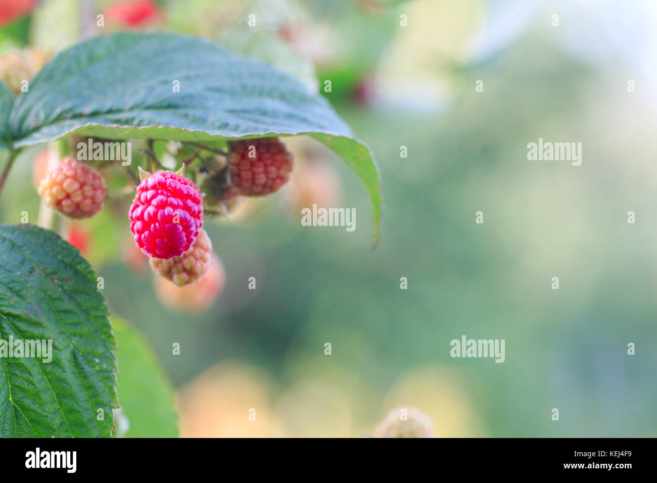 Raspberries on the branch Stock Photo - Alamy