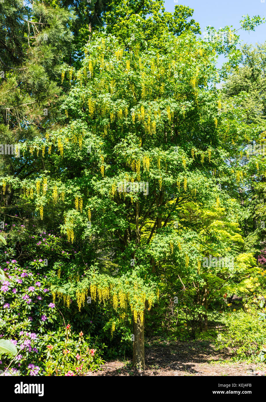 A laburnum tree in full blossom Stock Photo - Alamy