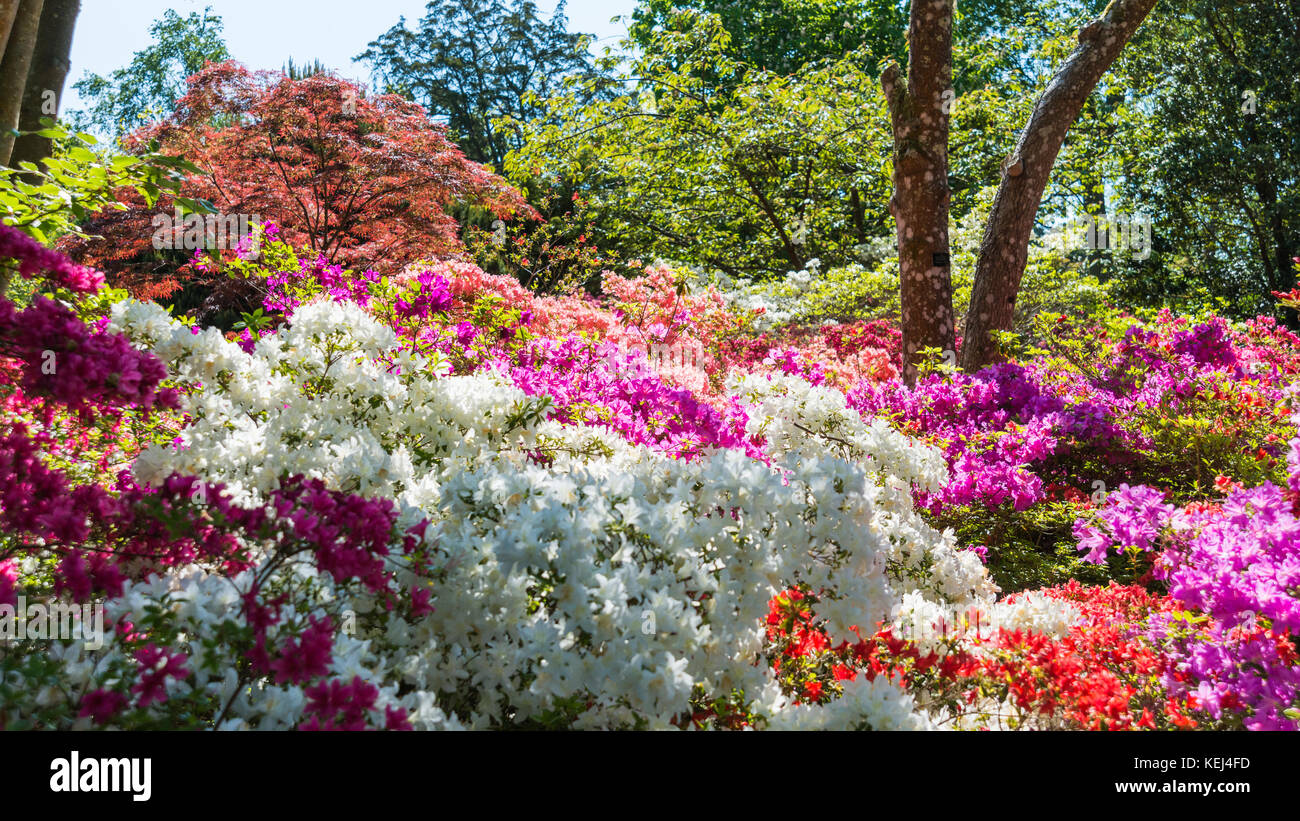 A colourful border display with azaleas, rhododendrons, acers and other ...