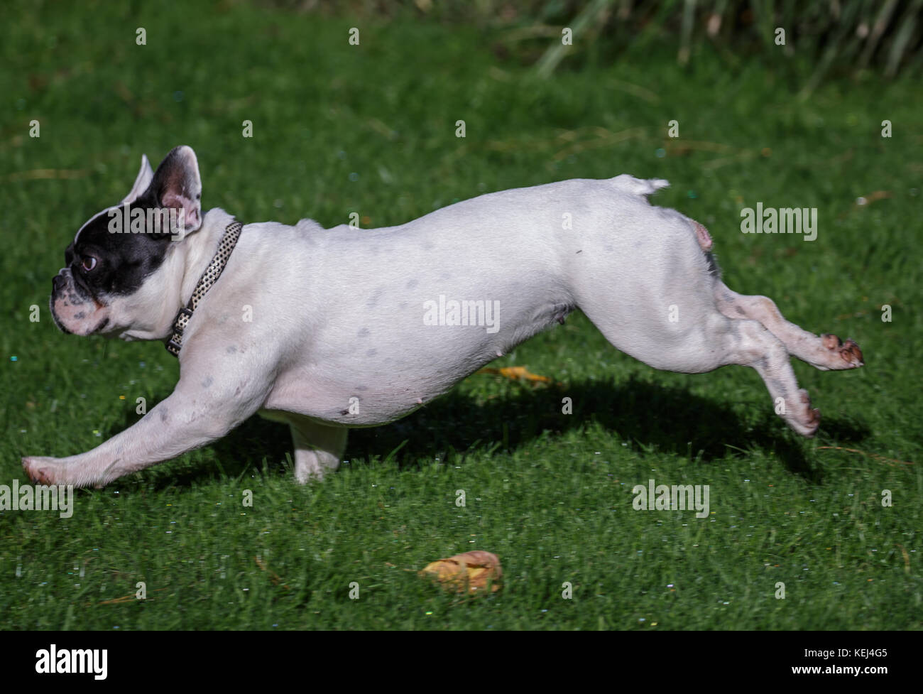 Are French Bulldogs Fast Runners