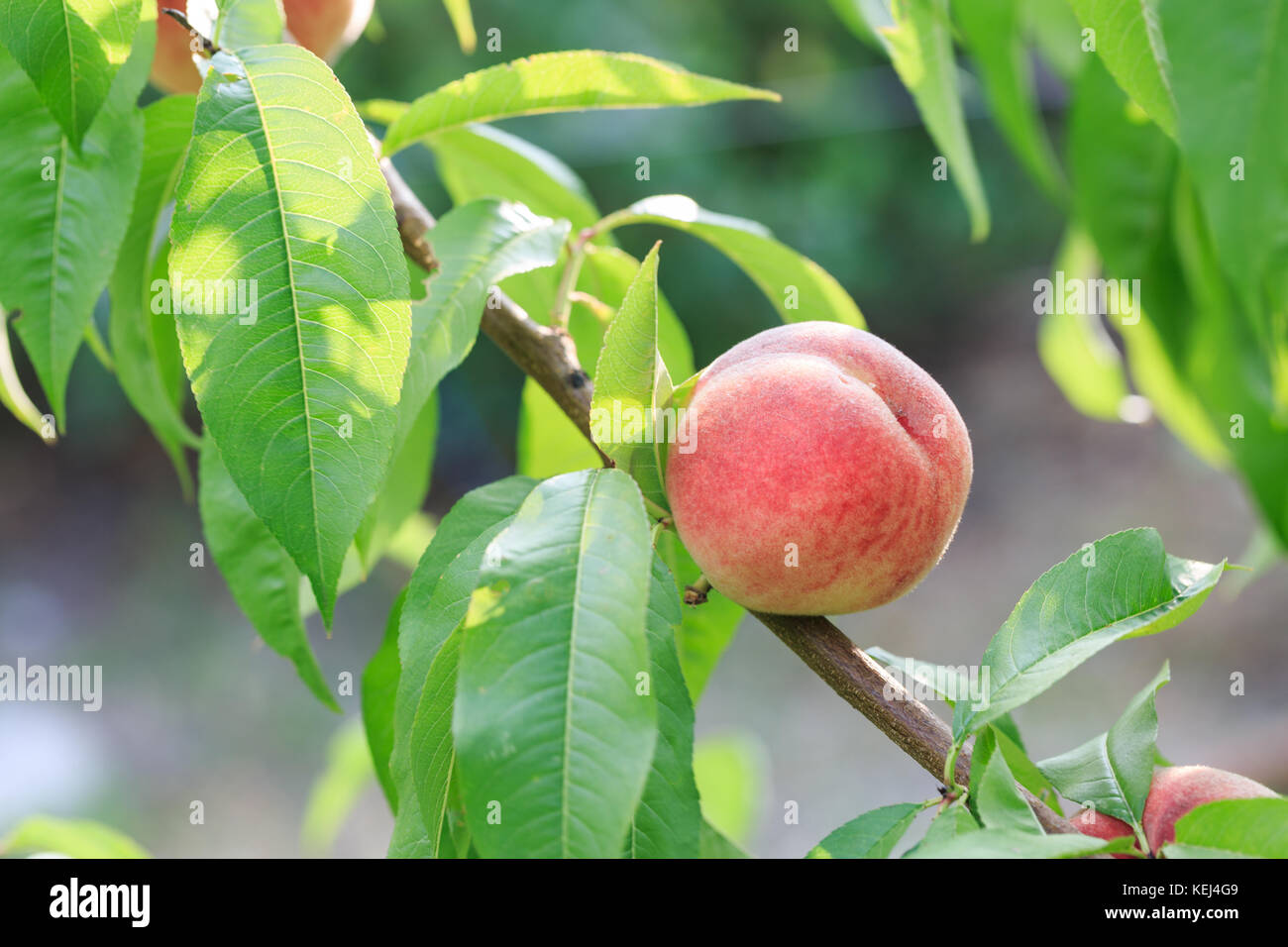 Peach on the branch of the peach tree Stock Photo - Alamy