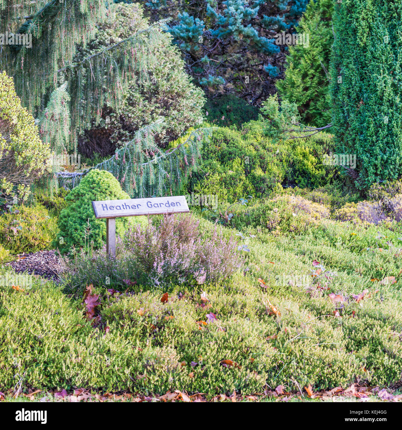 A shot of a dormant heather garden in autumn Stock Photo - Alamy