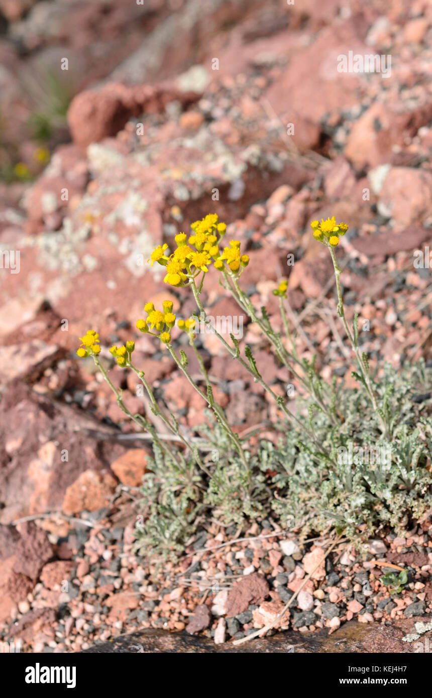 Lobed flower hi-res stock photography and images - Alamy