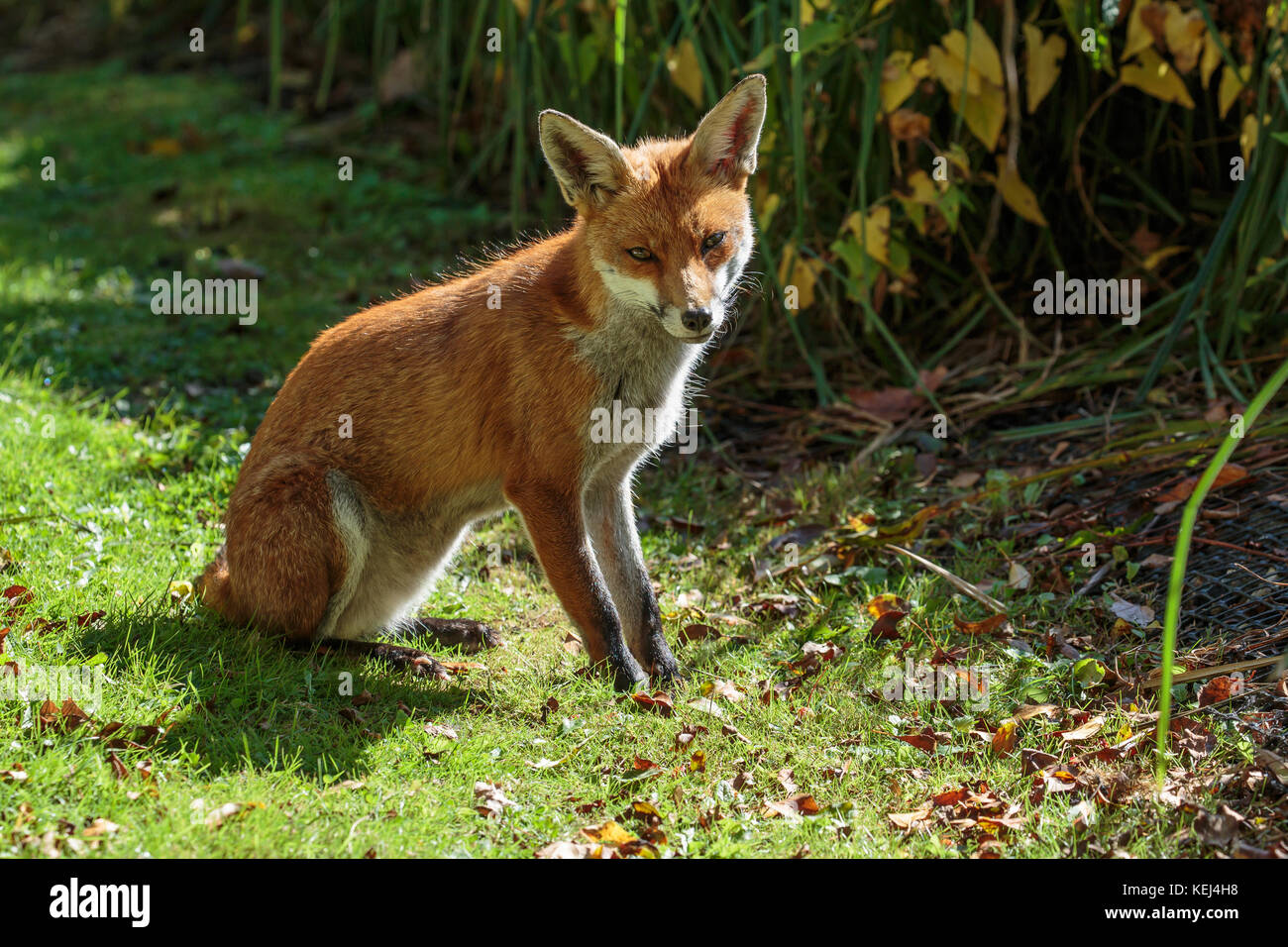 An urban Red Fox Stock Photo - Alamy