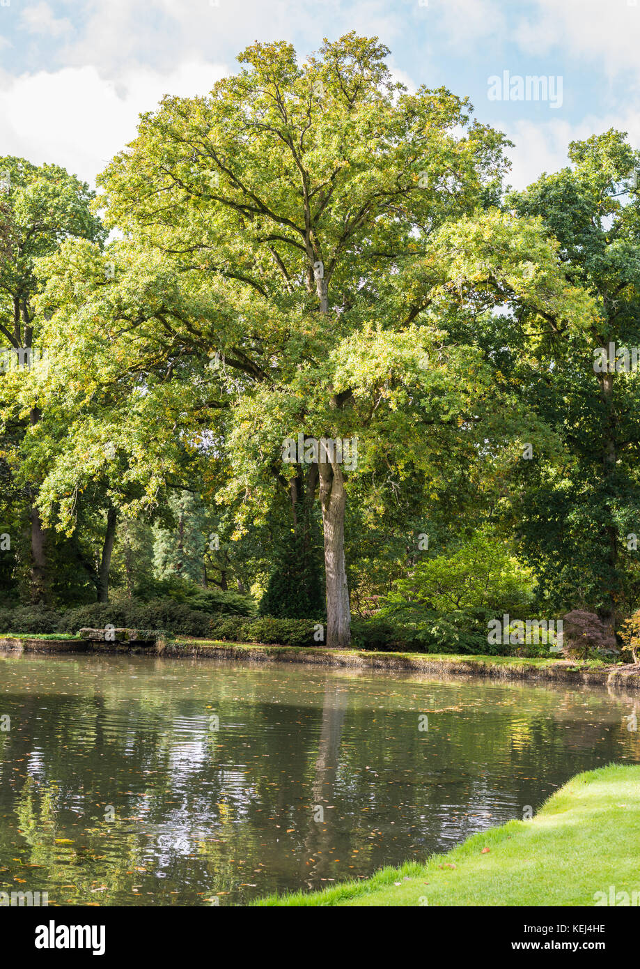 A view of a large tree standing next to a pond Stock Photo - Alamy
