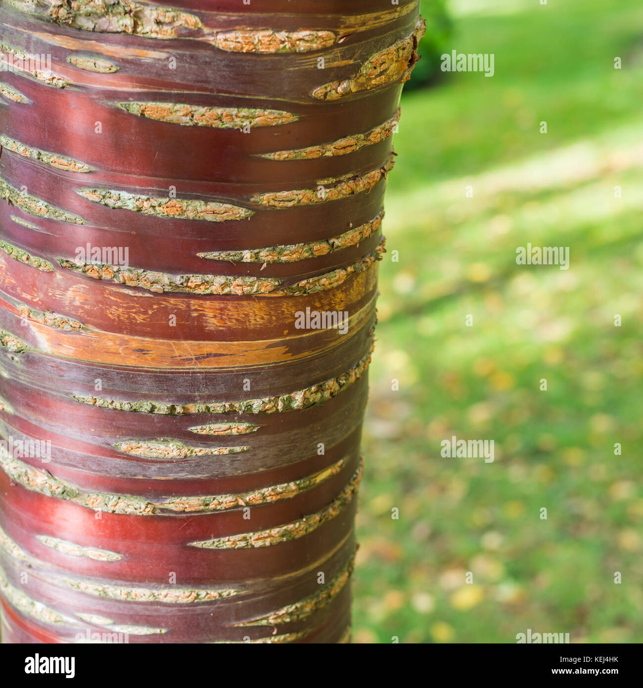 A close-up shot of the smooth surface of a mahogany cherry tree trunk ...