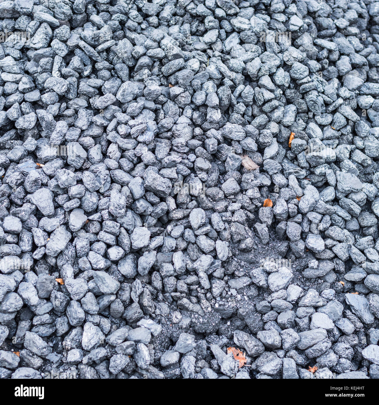 Fossil leaf coal hi-res stock photography and images - Alamy