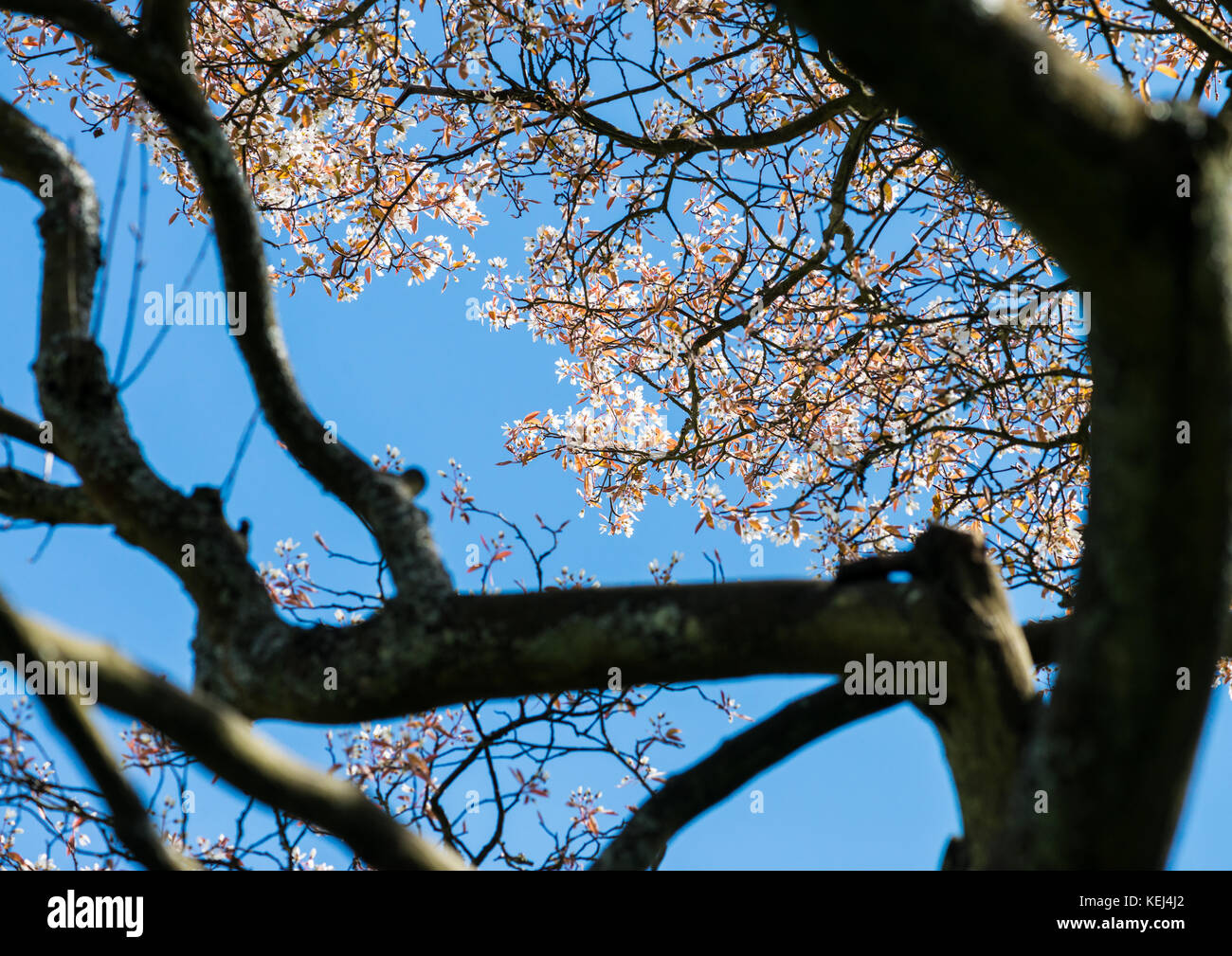 Looking up through the branches of an amelanchier tree at the spring ...