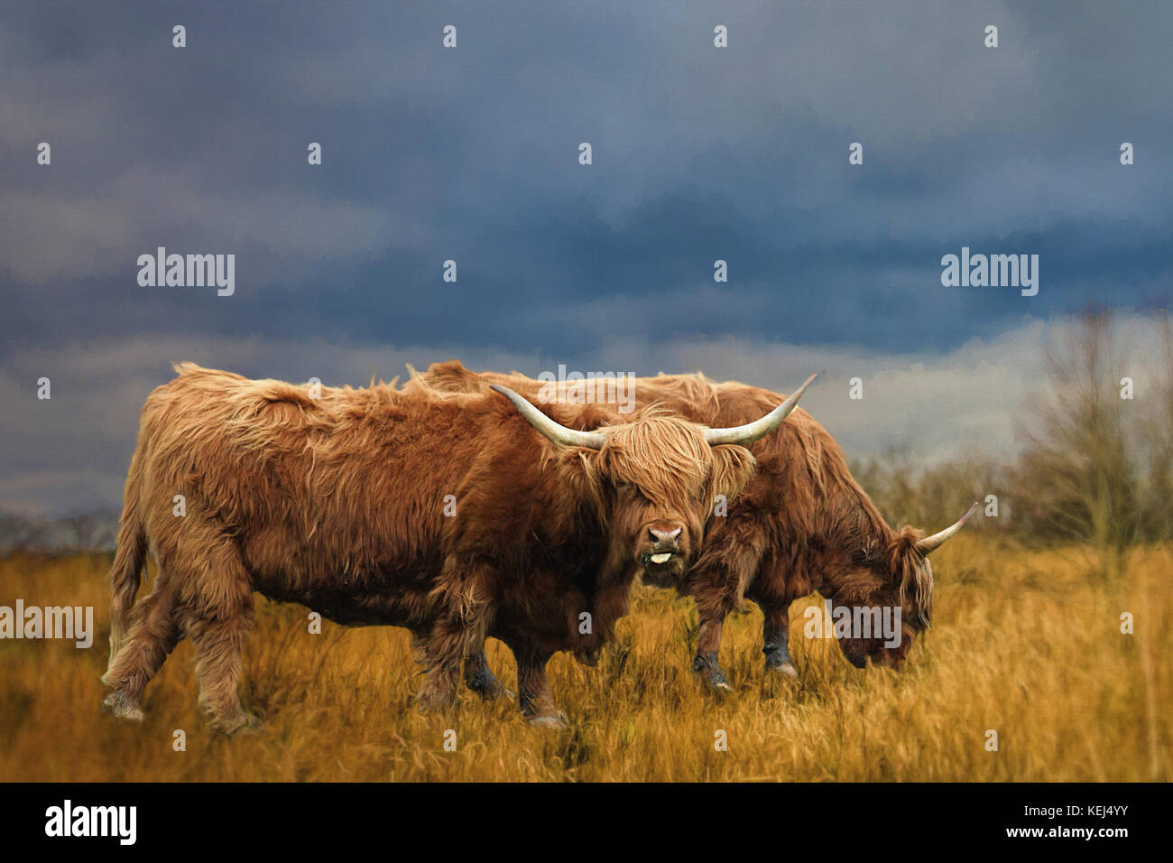 Two long horns hi-res stock photography and images - Alamy