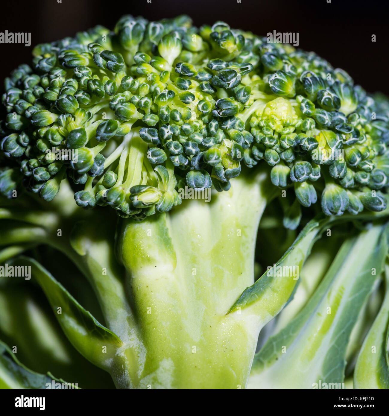 A macro shot of a floret of broccoli Stock Photo - Alamy