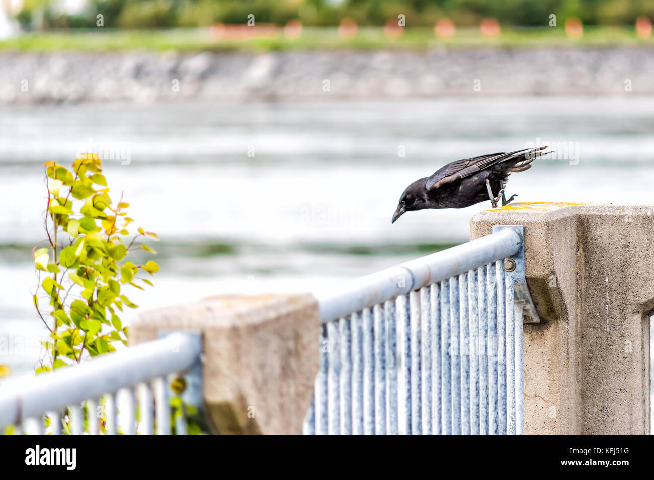 Crow perched on railing ready to take off and fly away in Saguenay ...