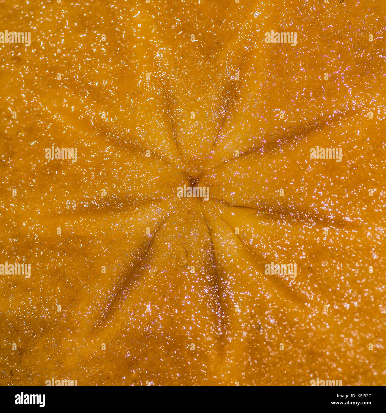 A macro shot of a cross-section of a persimmon fruit Stock Photo - Alamy