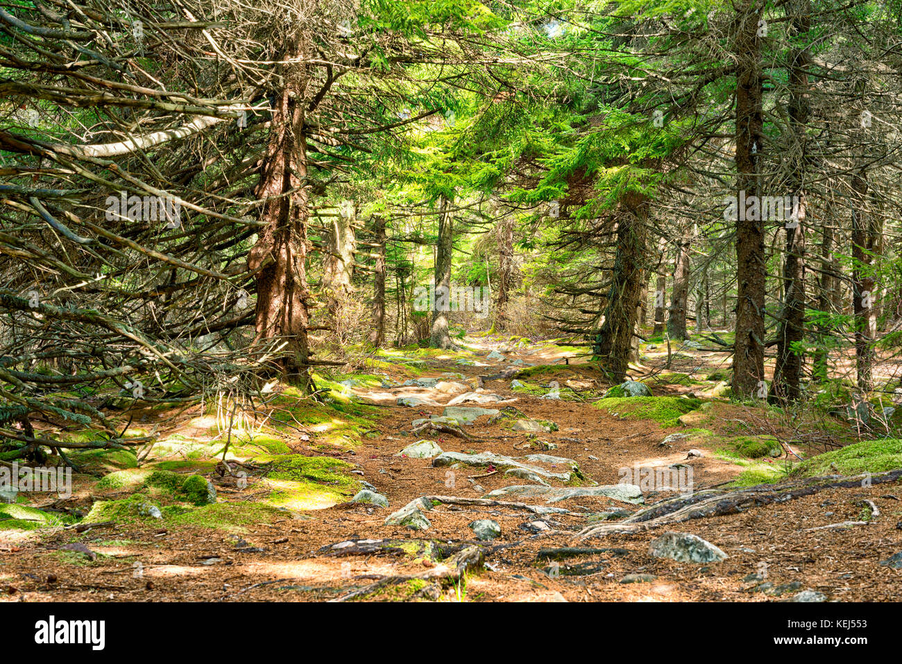 Fairy Tale spruce pine tree forest in West Virginia during autumn with ...