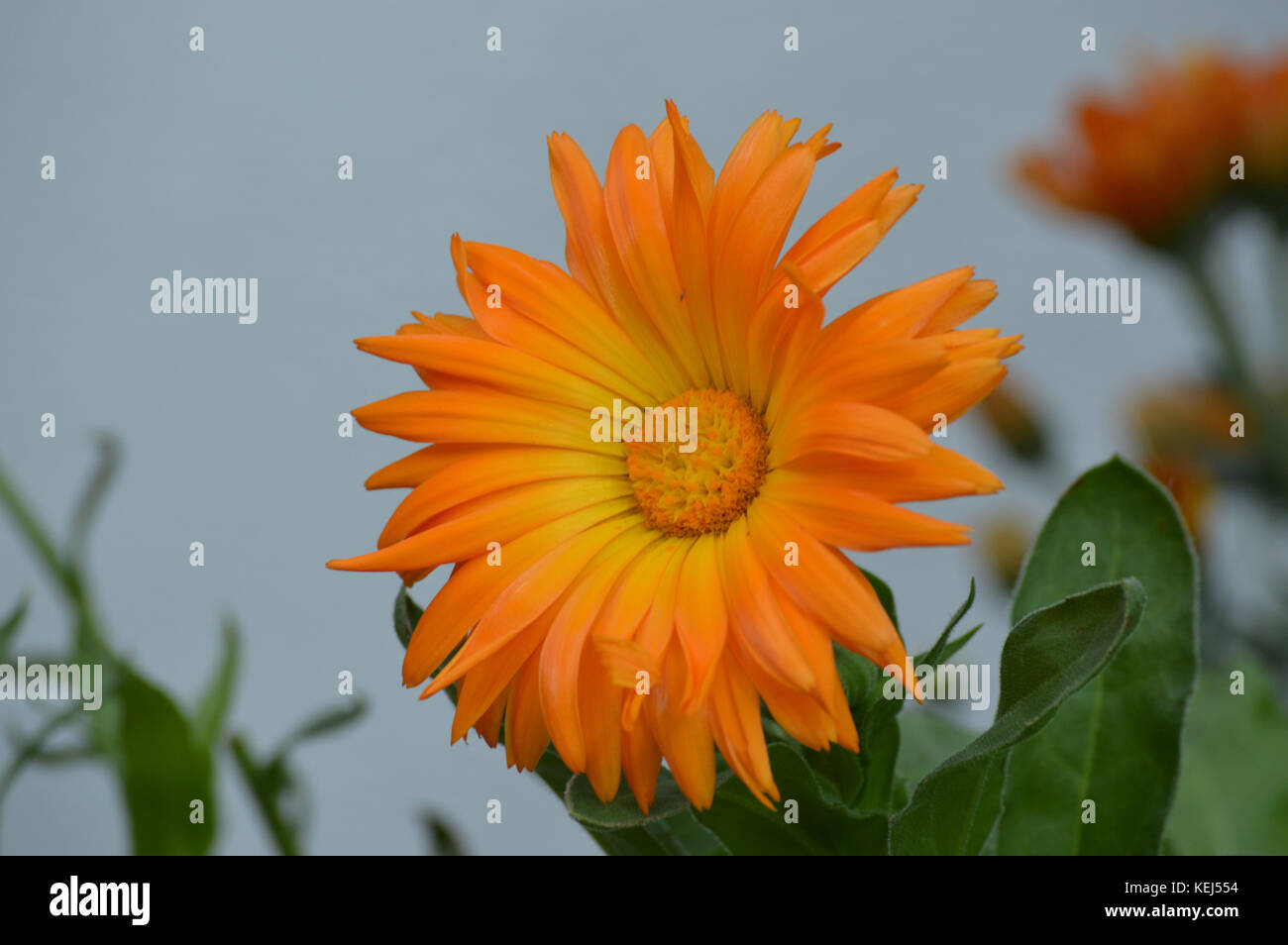 Mum flower in the garden Stock Photo - Alamy