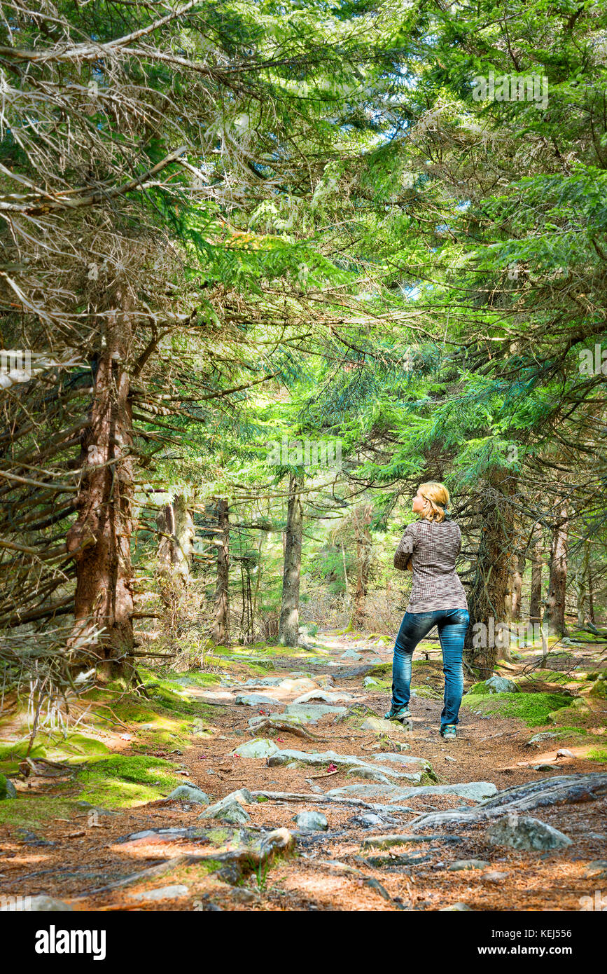 Fairy Tale spruce pine tree forest in West Virginia during autumn with ...