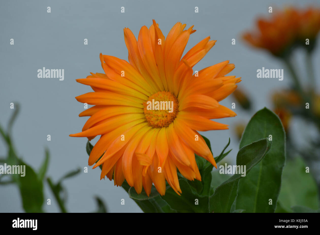 Mum flower in the garden Stock Photo - Alamy